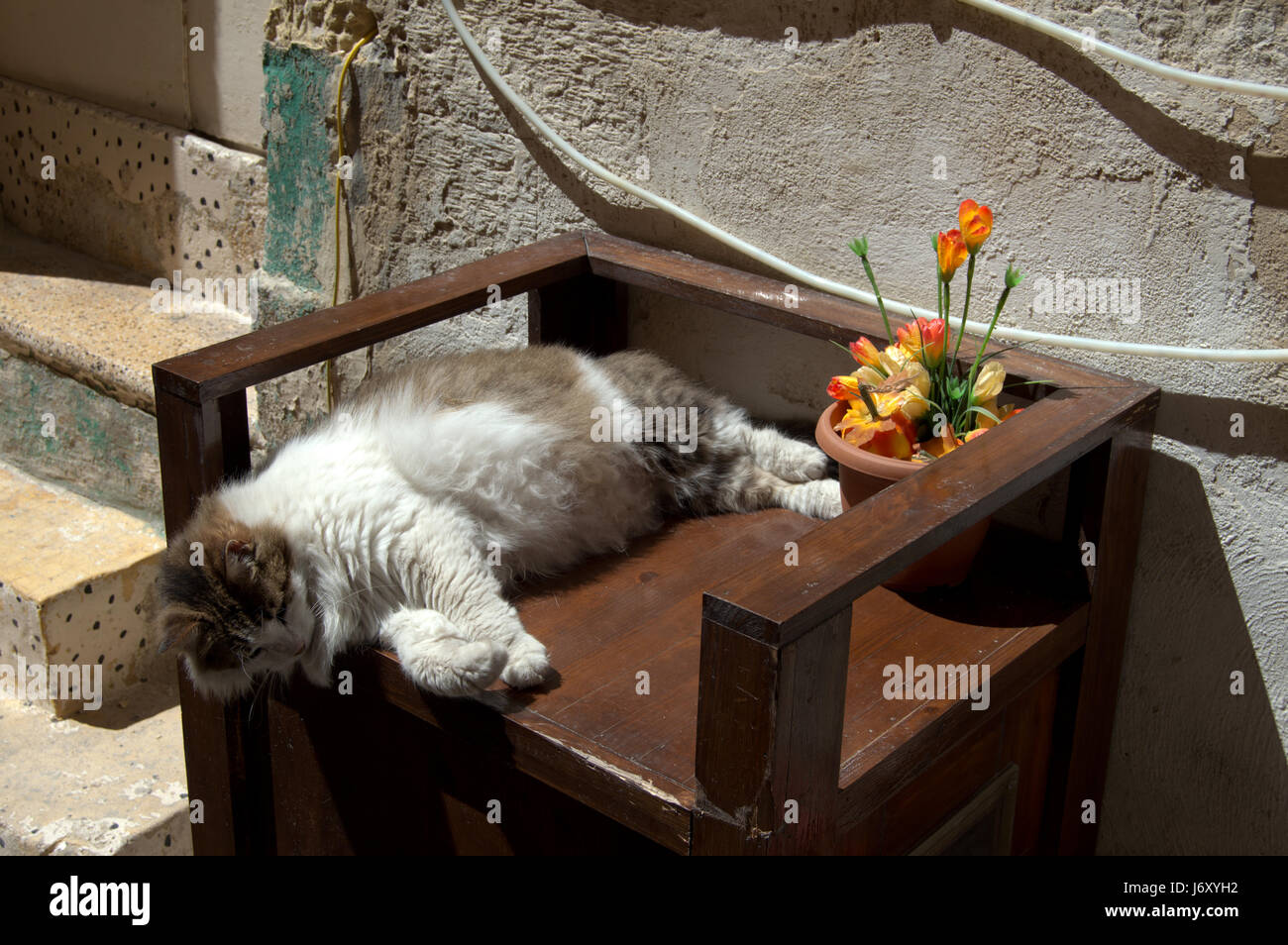 Cat sunbathing in Senglea, Malta Stock Photo - Alamy