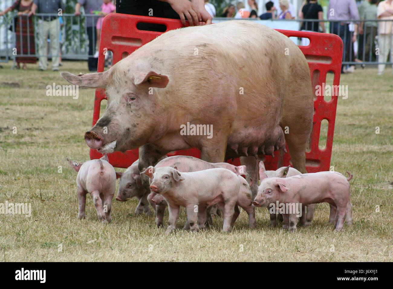 farm animal piglet proboscis bristles pigs piggy pig agriculture ...