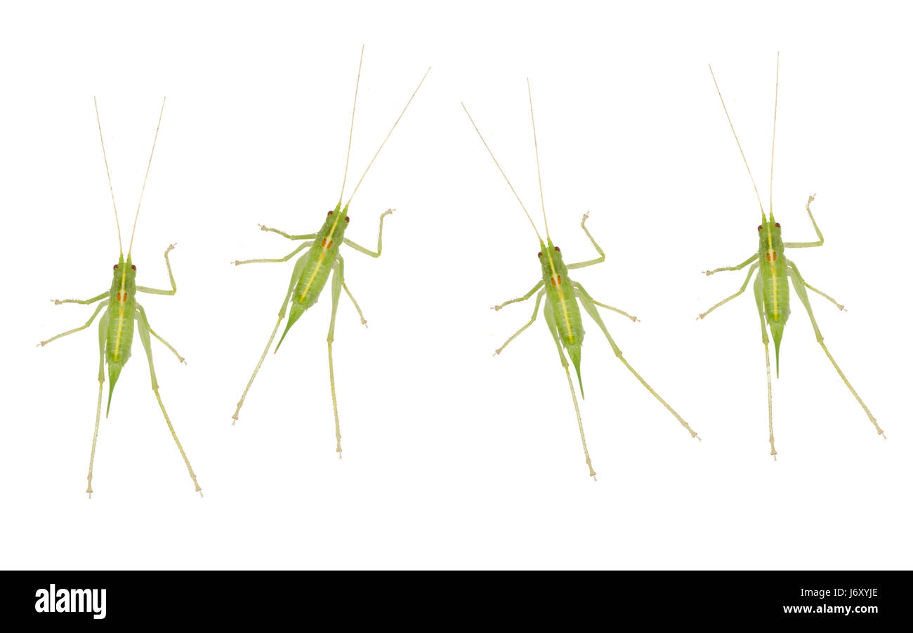 Four insects Cut Out Stock Images & Pictures - Alamy