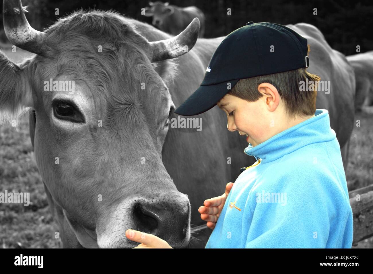 teen dear cow caress boy lad male youngster meadow trust familiar ...