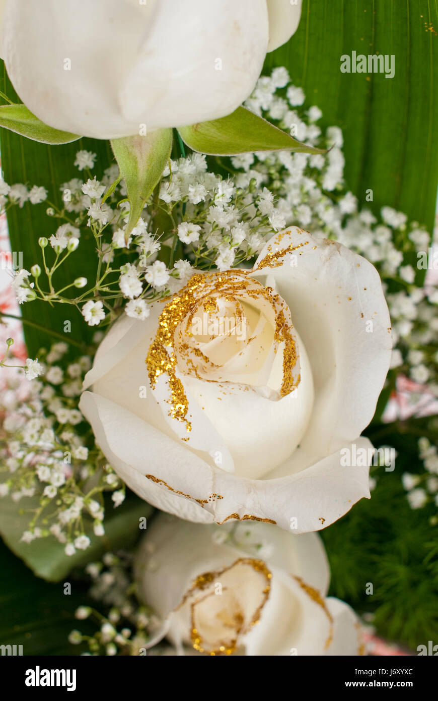 flower plant engagement backgrounds partner bride flower plant rose ...