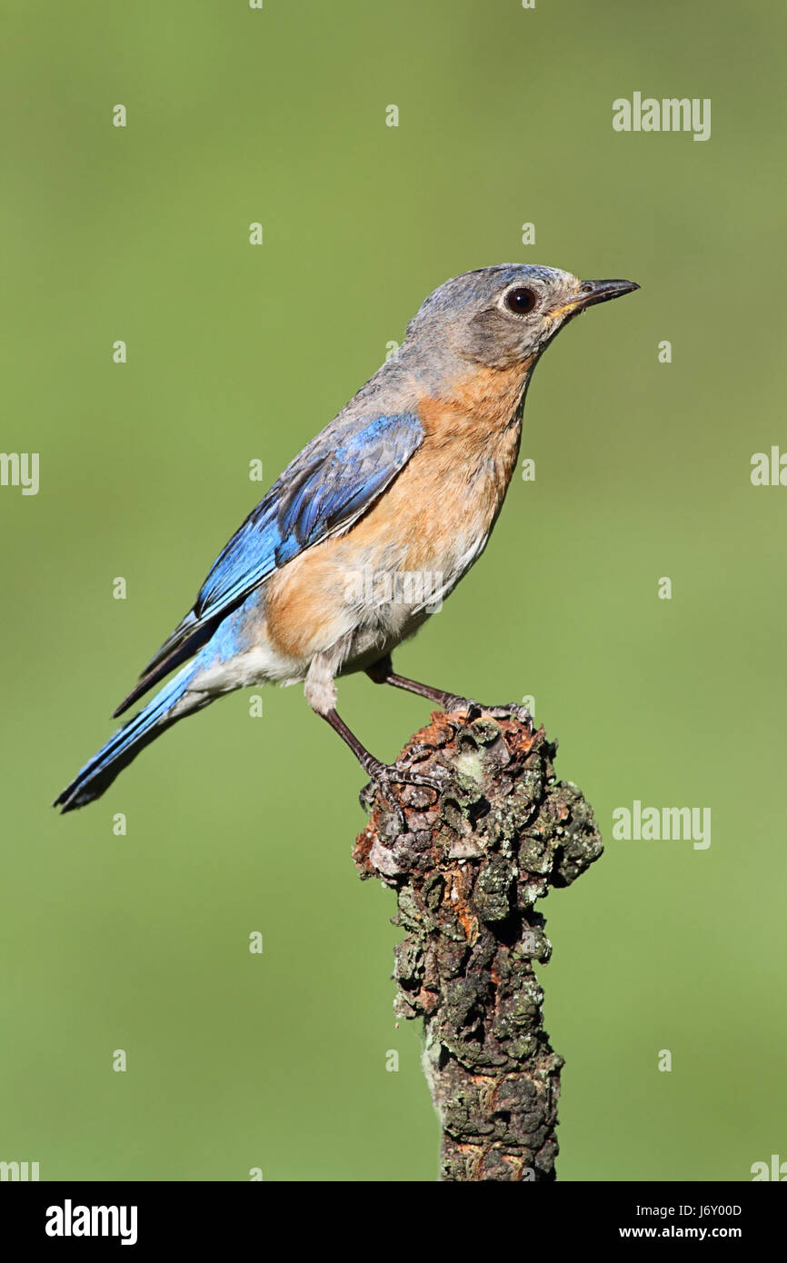 blue bird wild wildlife vertical eastern nature blue female animal bird ...