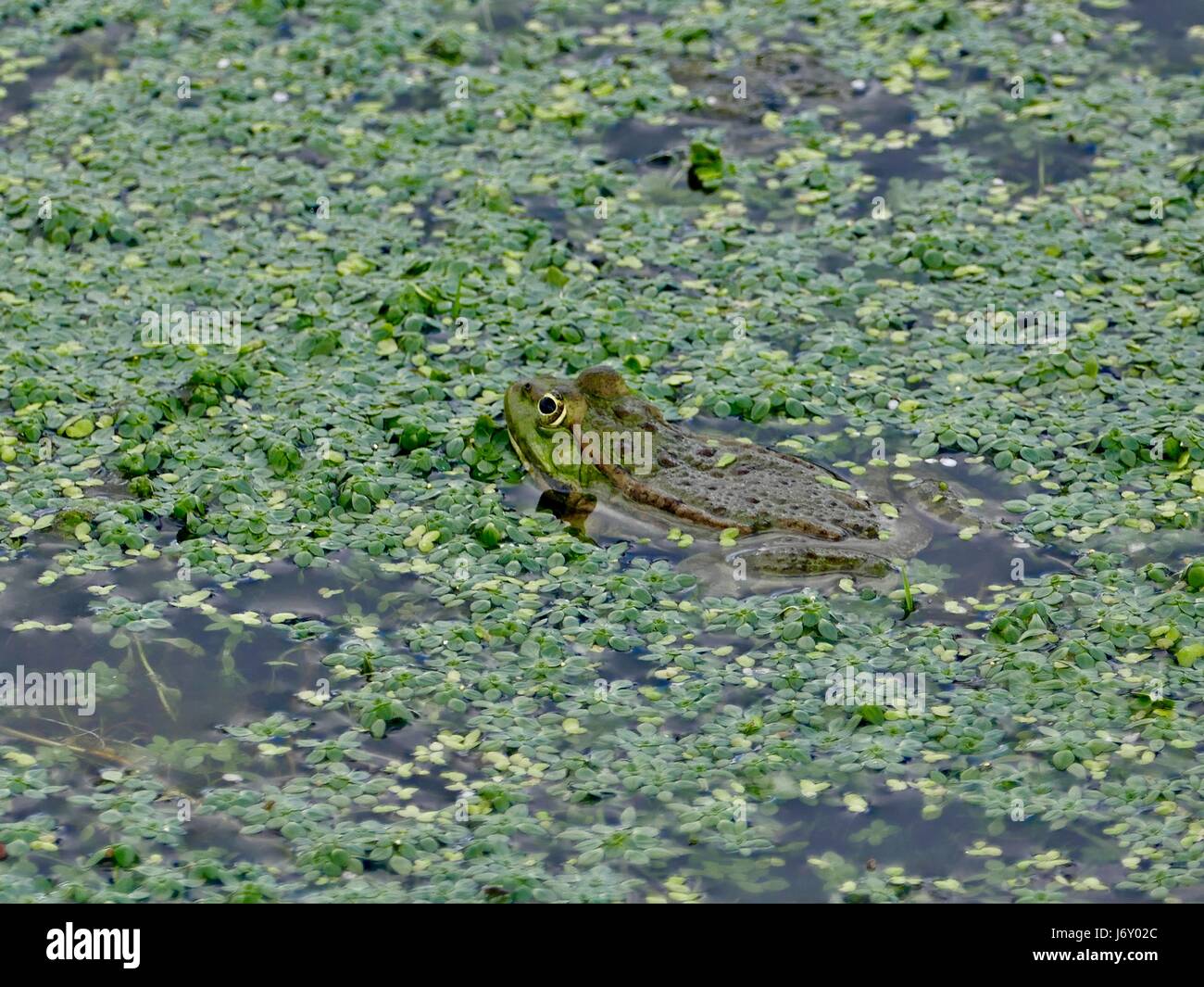 Green European edible frog surrounded by water and green vegetation ...