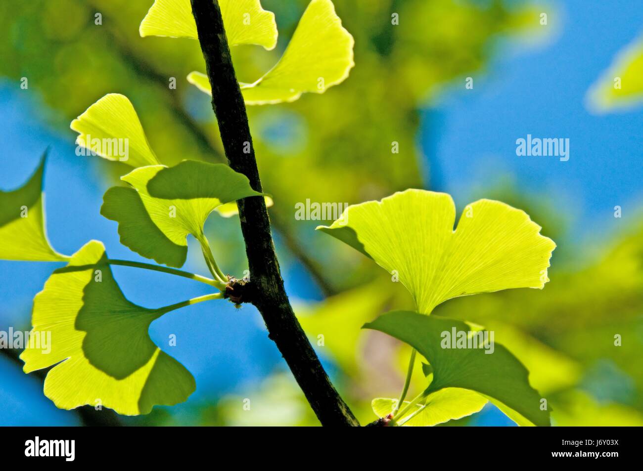tree leaves means agent medicine drug remedy substance naturopathy tree ...