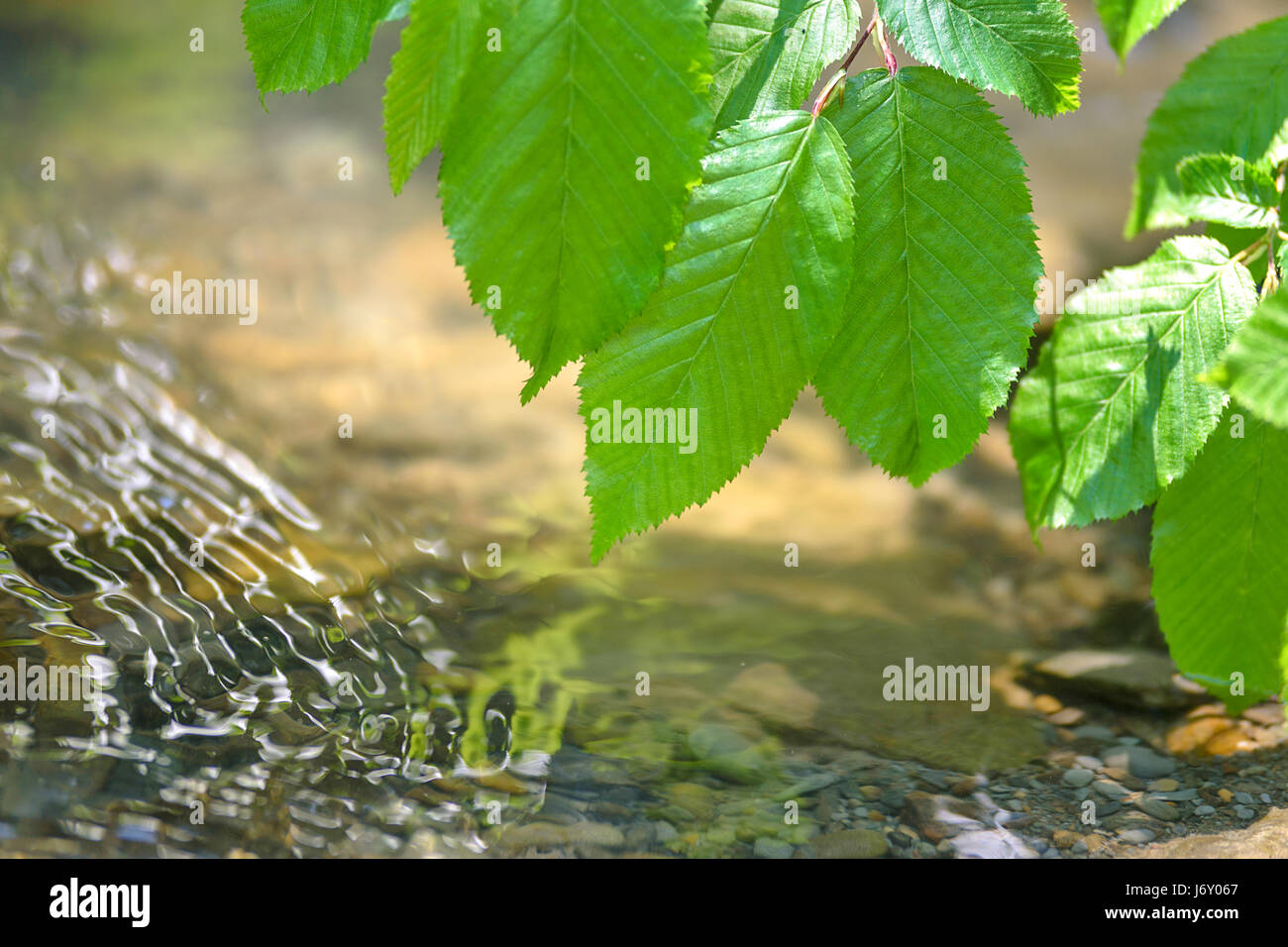 Fresh green leaves hang over crystalline flowing water Stock Photo - Alamy