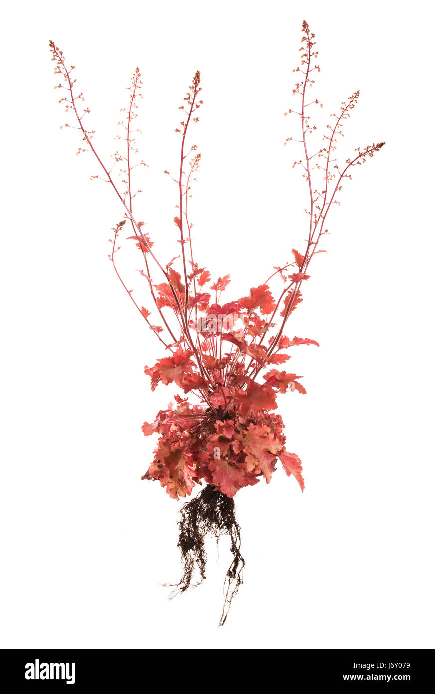 whole heuchera plant with roots on isolated white background Stock ...