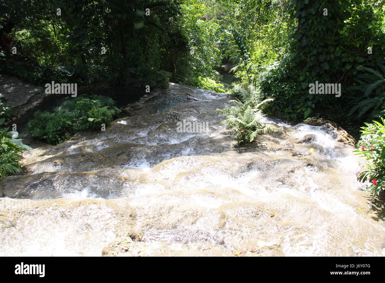 Jamaica rainforest forest ocho rios hi-res stock photography and images ...