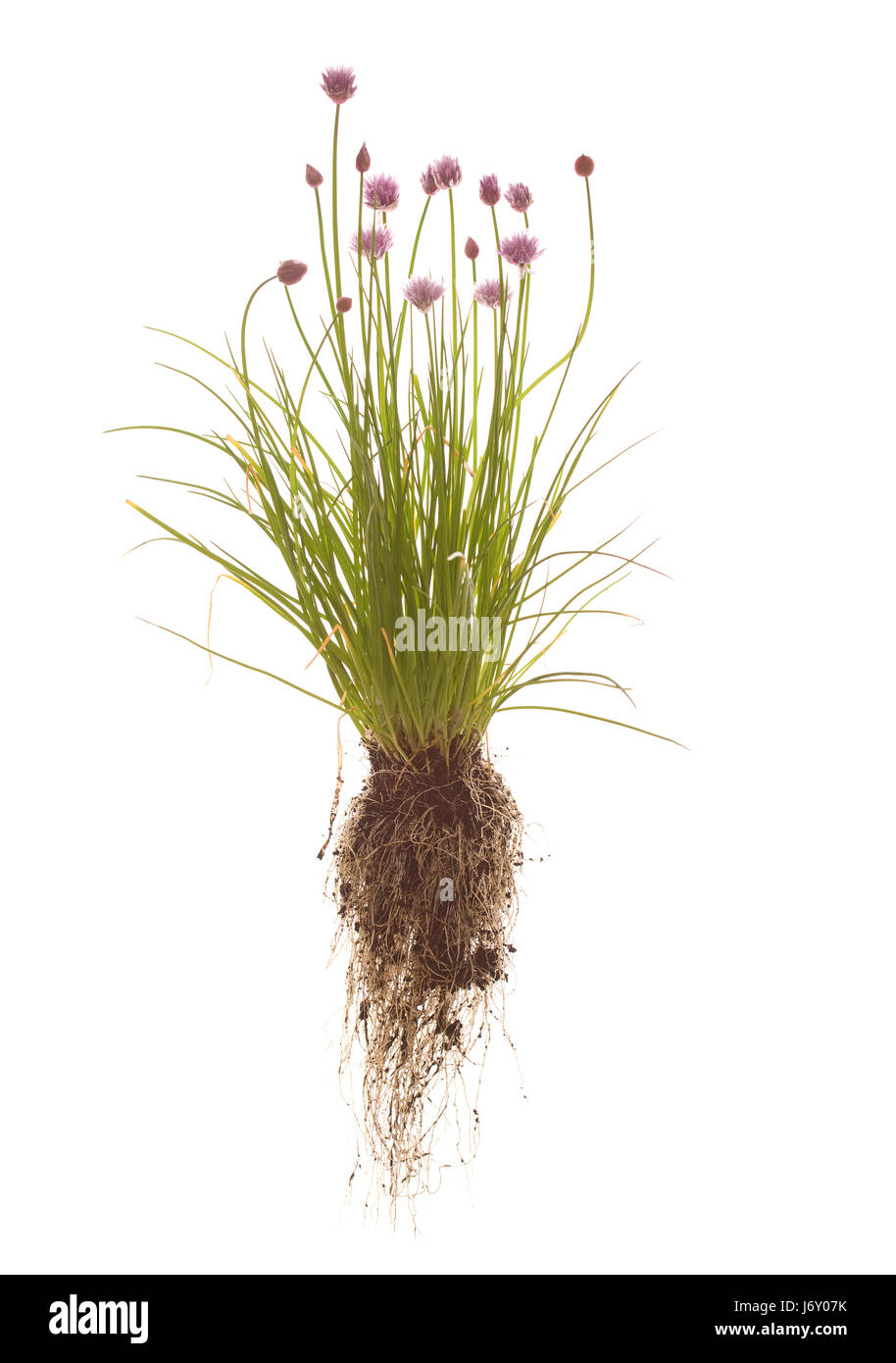 whole chives plant with roots on isolated white background Stock Photo ...