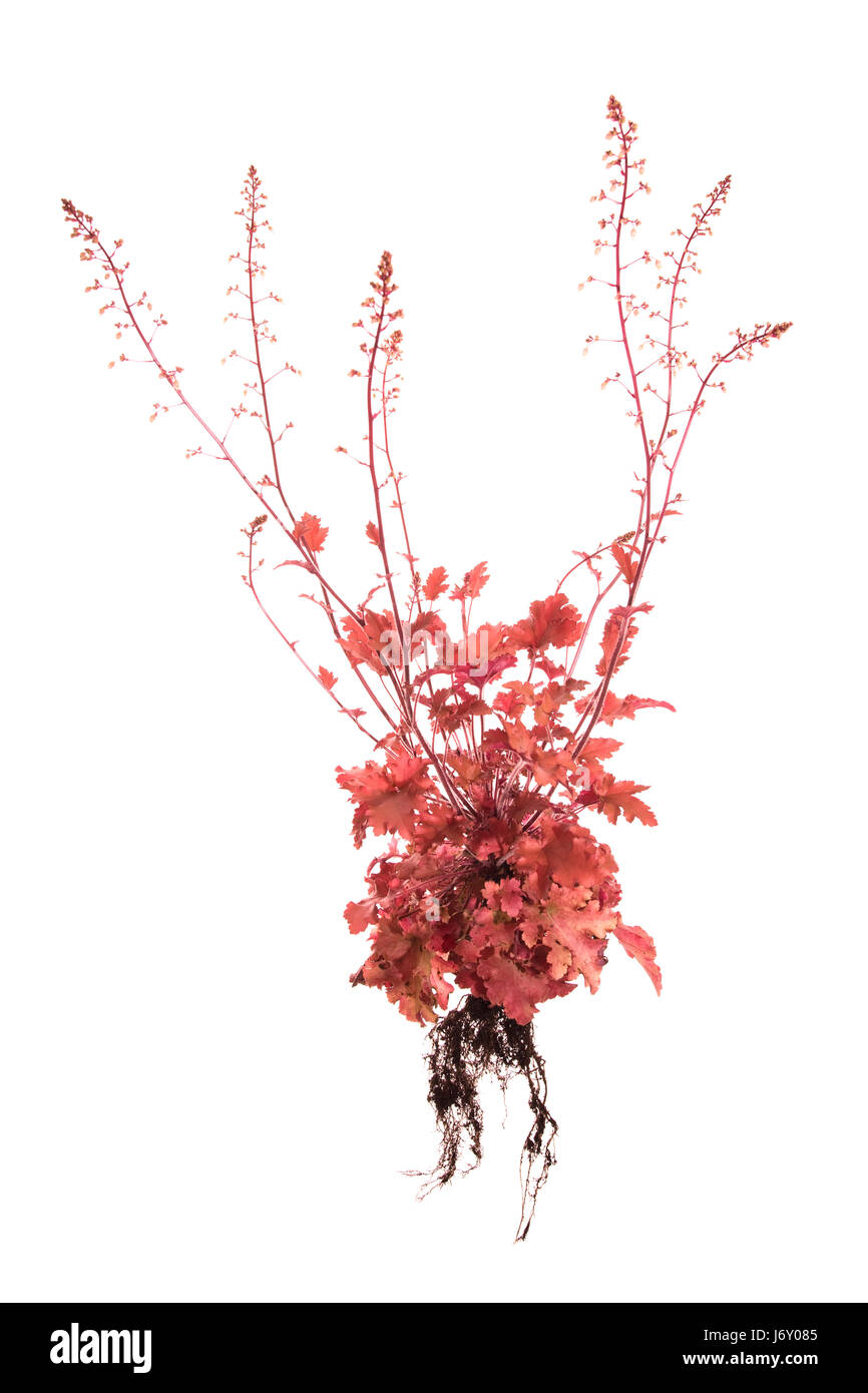 whole heuchera plant with roots on isolated white background Stock ...