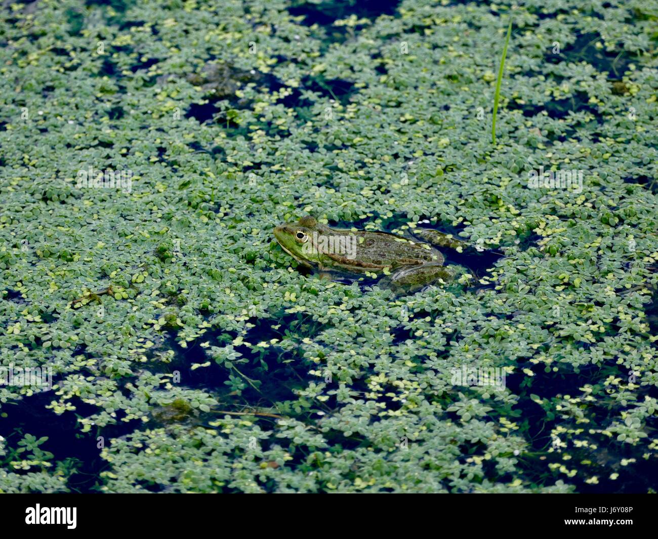 Green European edible frog surrounded by water and green vegetation ...