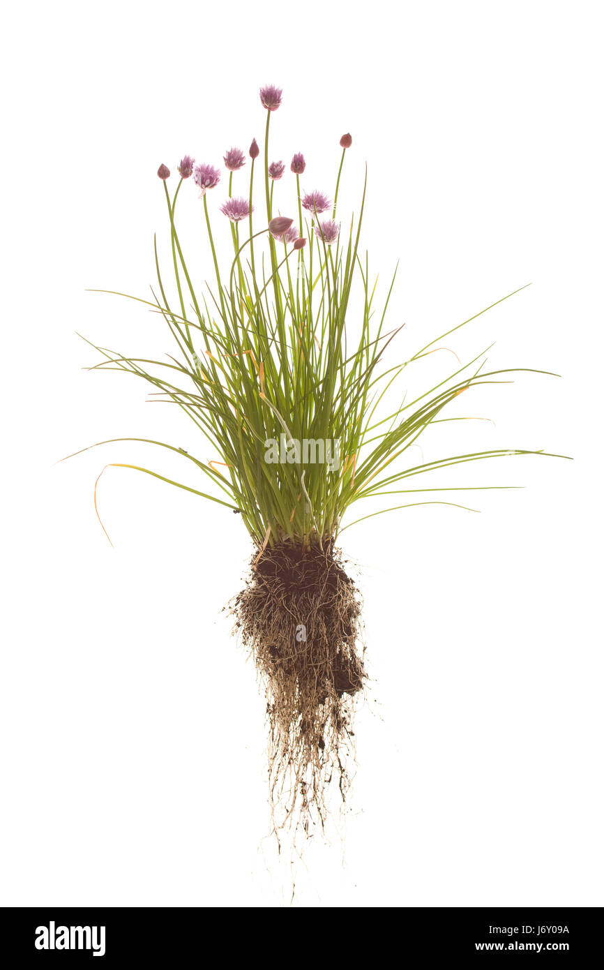 Chives Plant Root