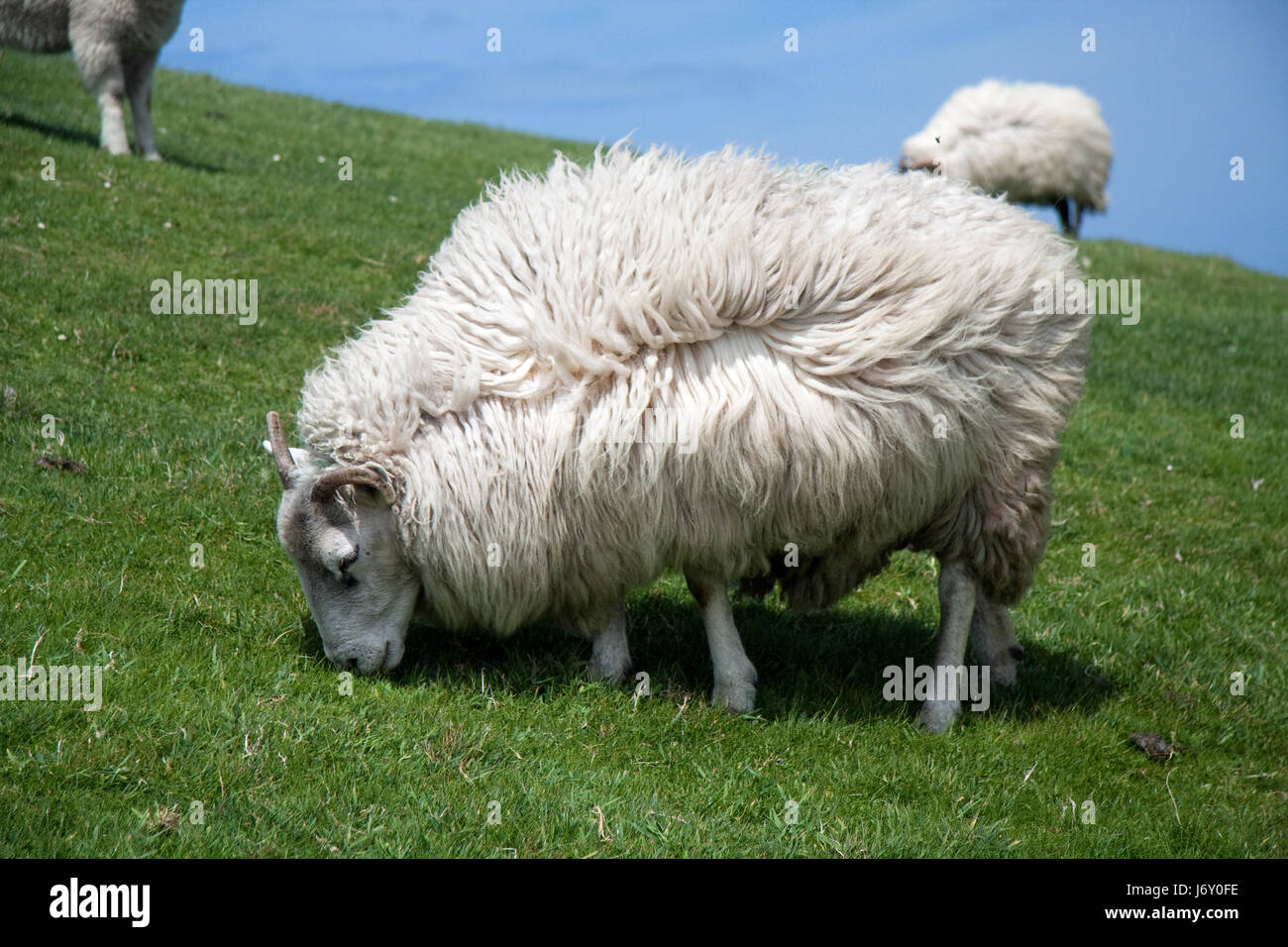 Ireland sheep shearing hi-res stock photography and images - Alamy
