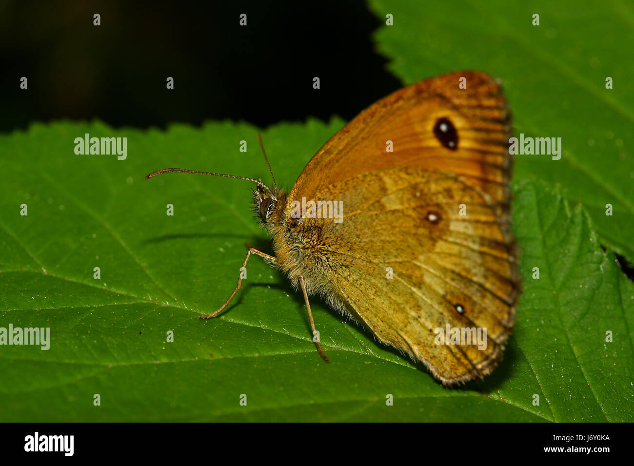 insects butterfly animals legs macro close-up macro admission close up ...