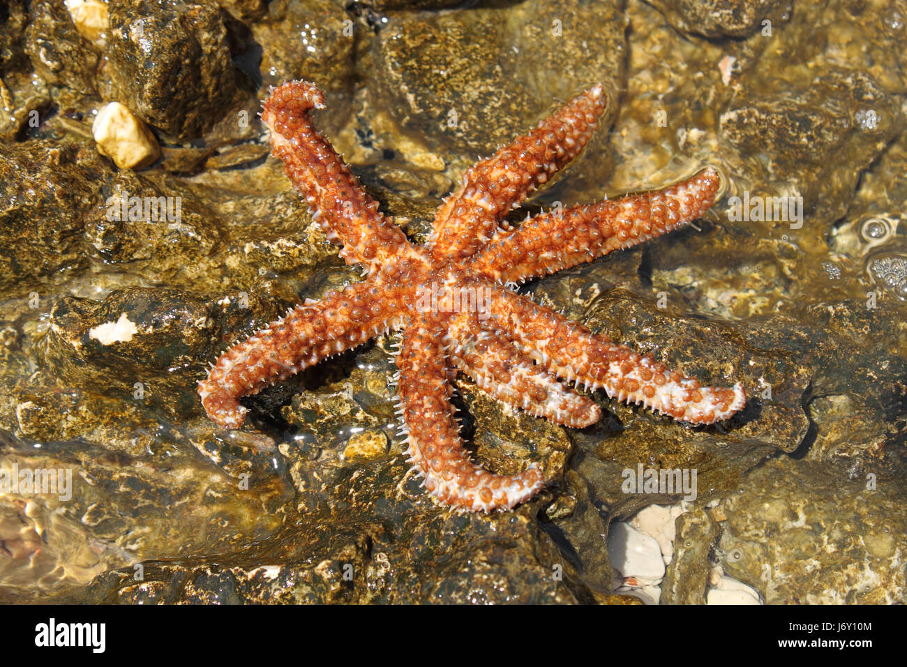 rock coast salt water sea ocean water star motion postponement moving ...