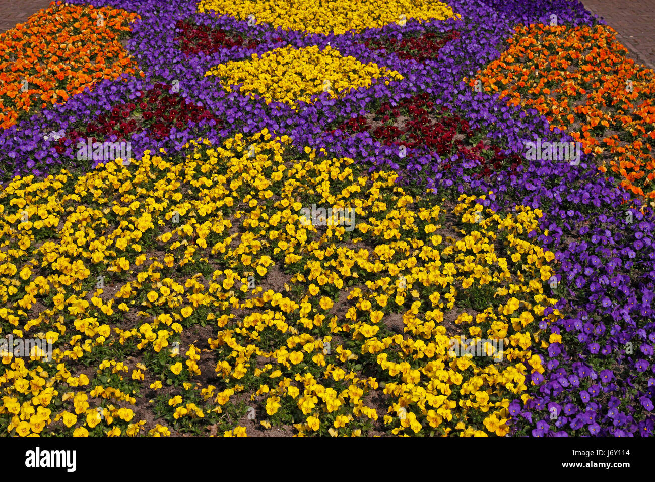 viola hybrids,violet mix - viola-hybrids,pansy mix Stock Photo - Alamy