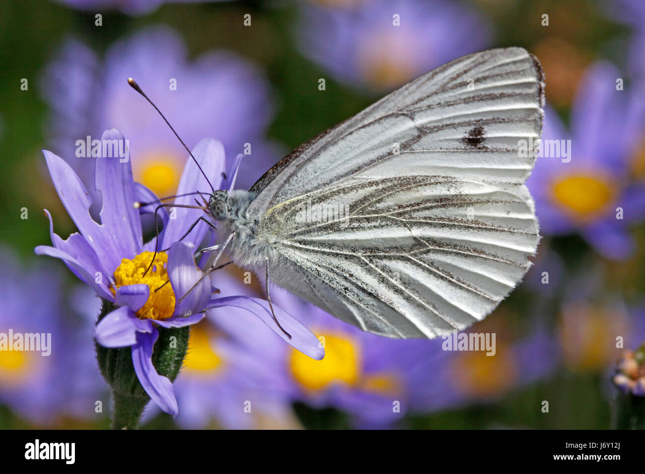 pieris napi,green-veined white Stock Photo - Alamy