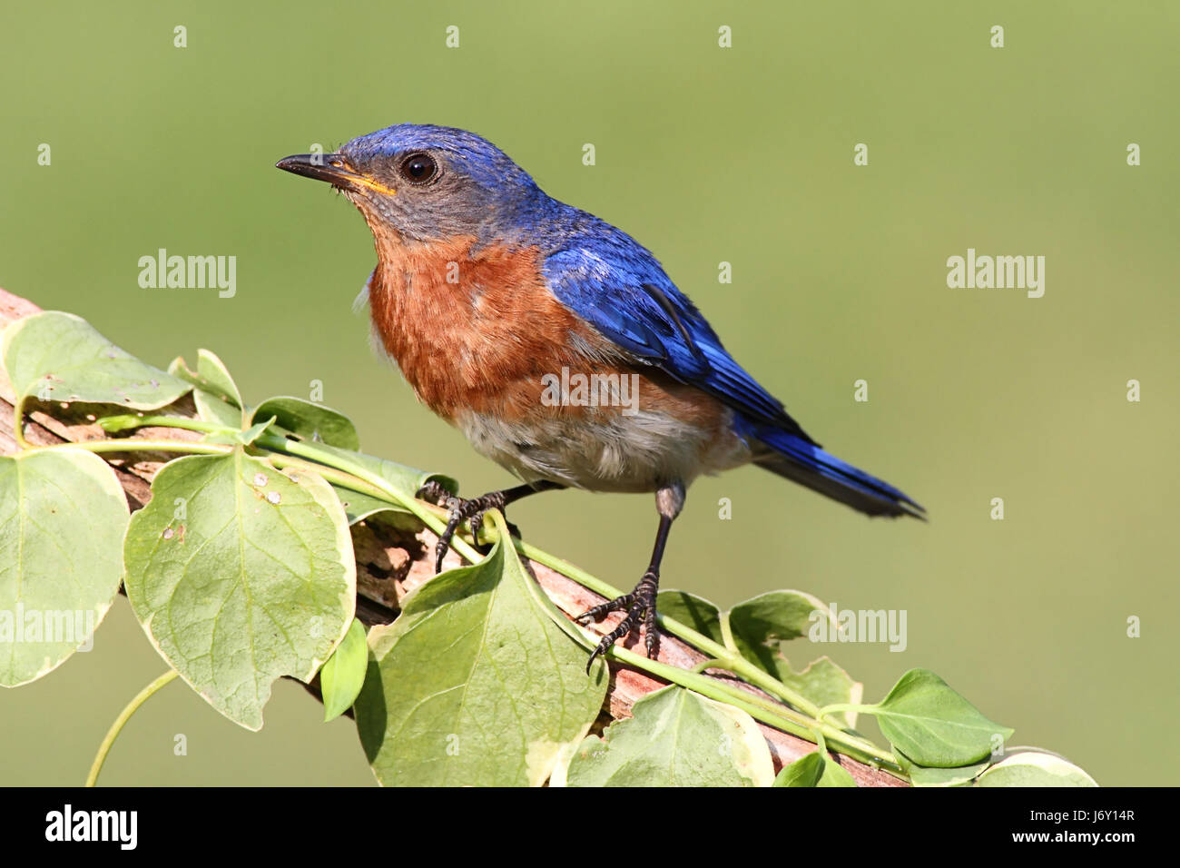 blue bird wild male masculine wildlife eastern nature blue animal bird ...