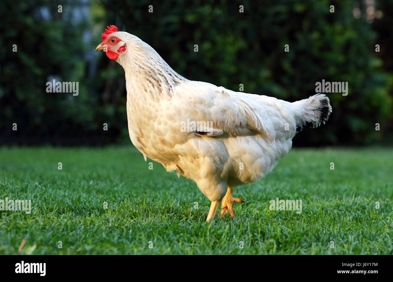 Hen in nature Stock Photo - Alamy