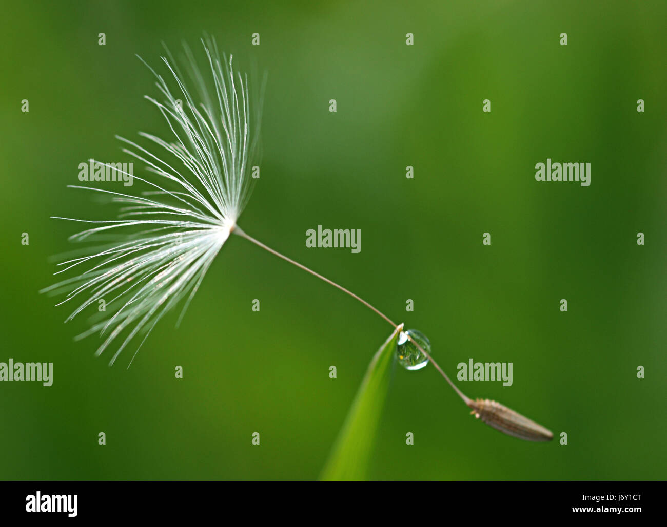 green sperm dandelion umbrella facility meadow drop drip drops seeping ...