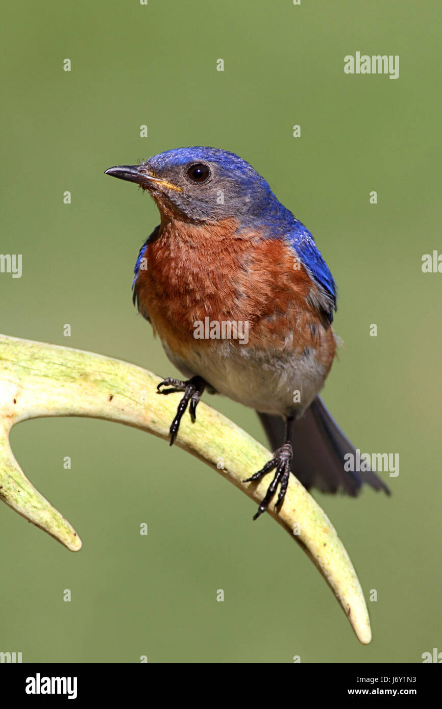 blue bird wild wildlife vertical eastern nature blue animal bird fauna ...