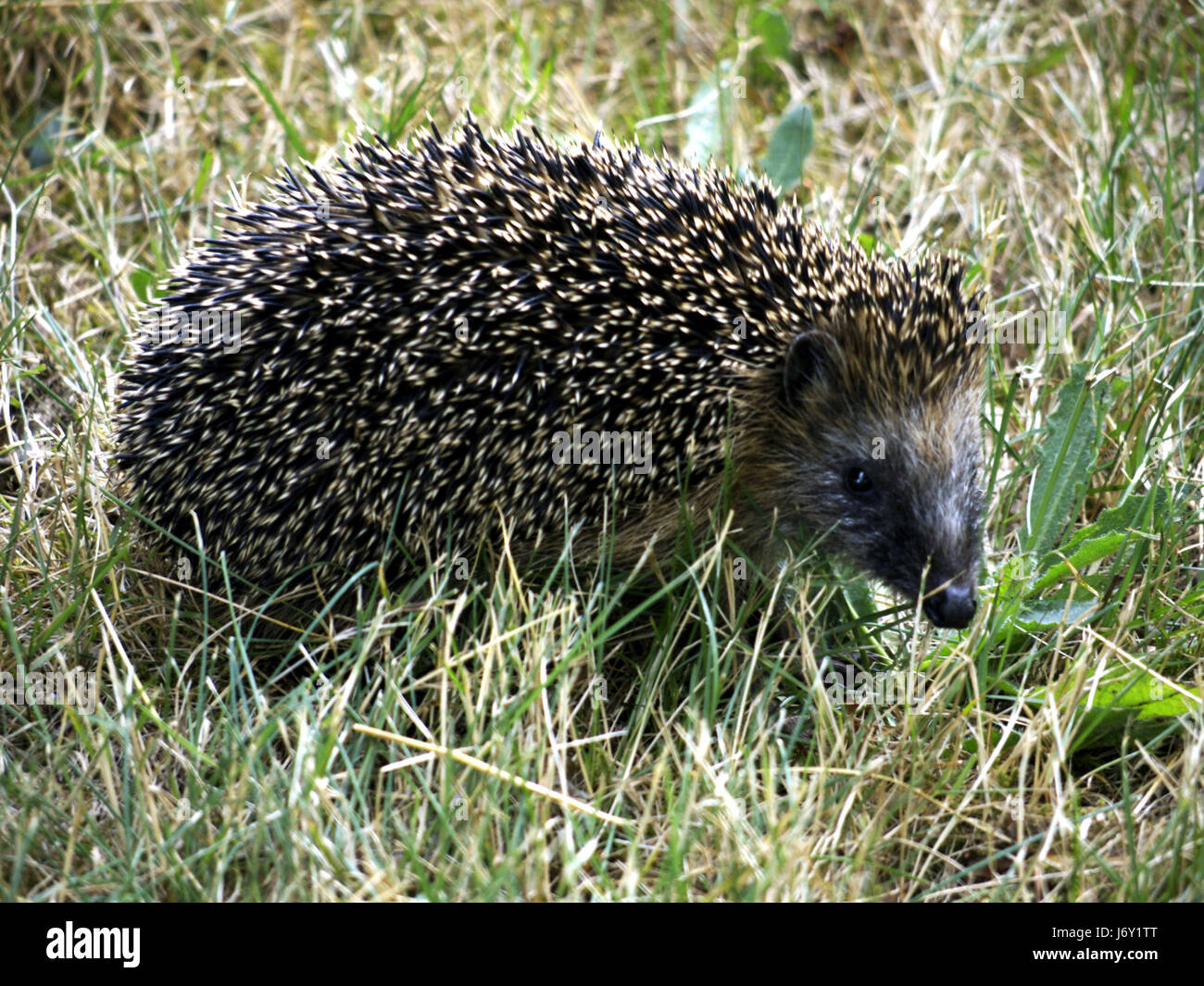 hedgehog insectivore insectivorous animal mammal quadruped prickle ...