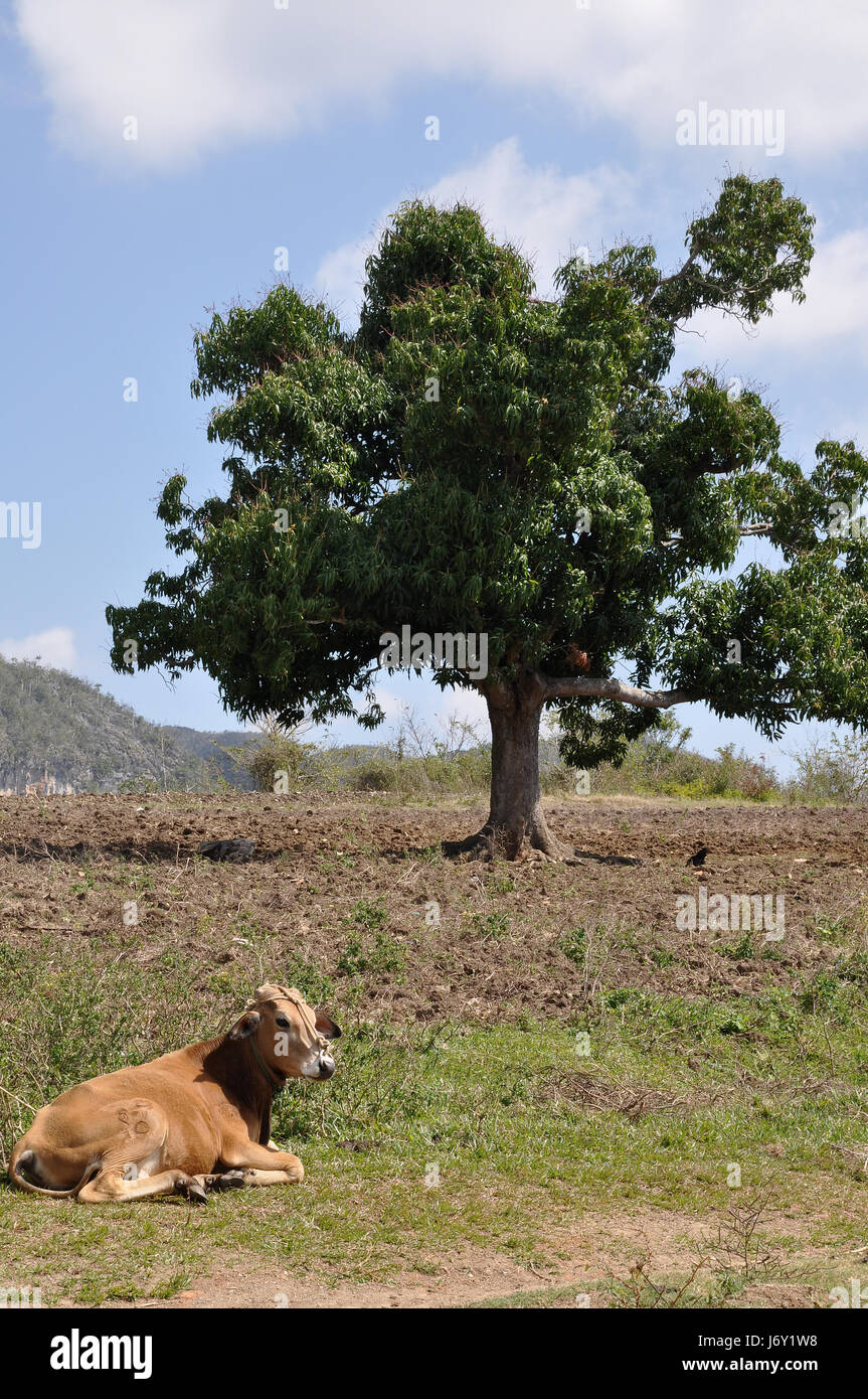tree cow cuba idyll scenery countryside nature tree agriculture farming ...