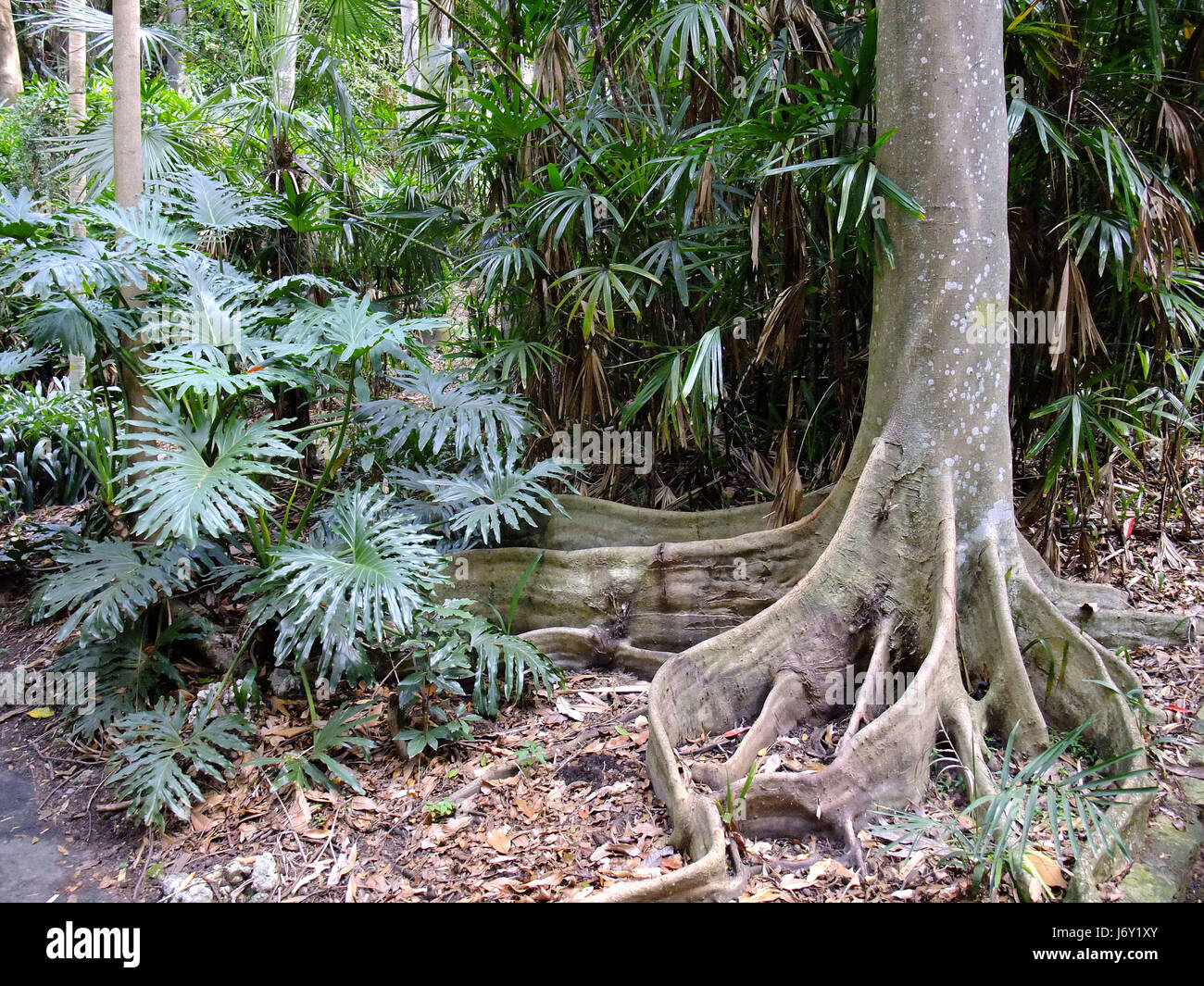 tree root tropical rainforest rain forest environment enviroment tree ...