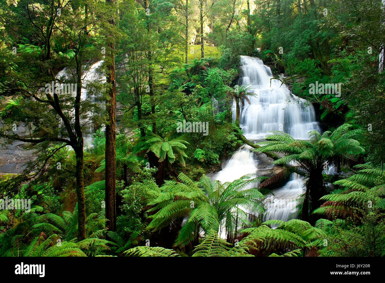 virgin forest jungle wet fall fern rainforest rain forest water green ...