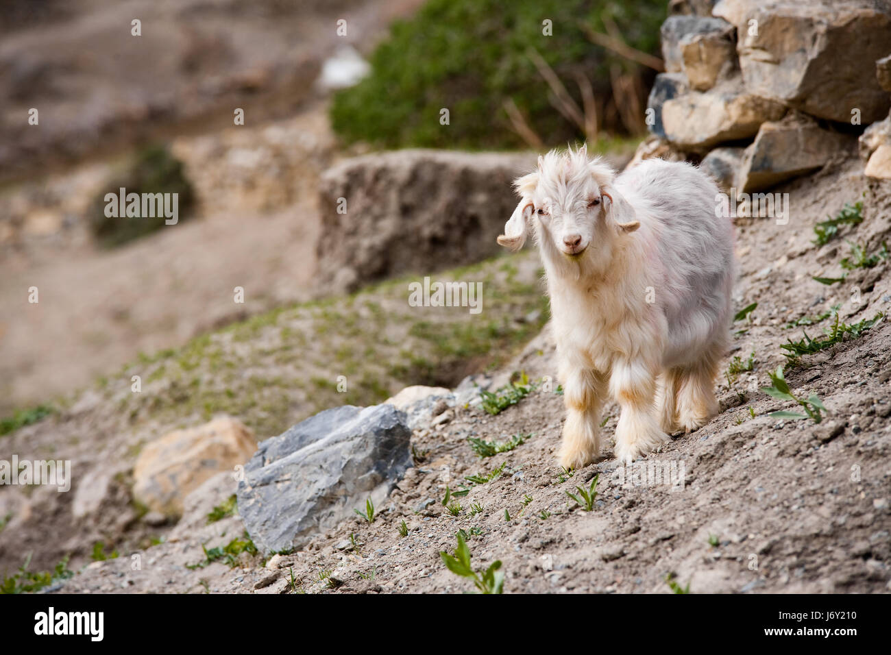 animal goat cub baby miniature maddening pert coquettish cute mountain ...
