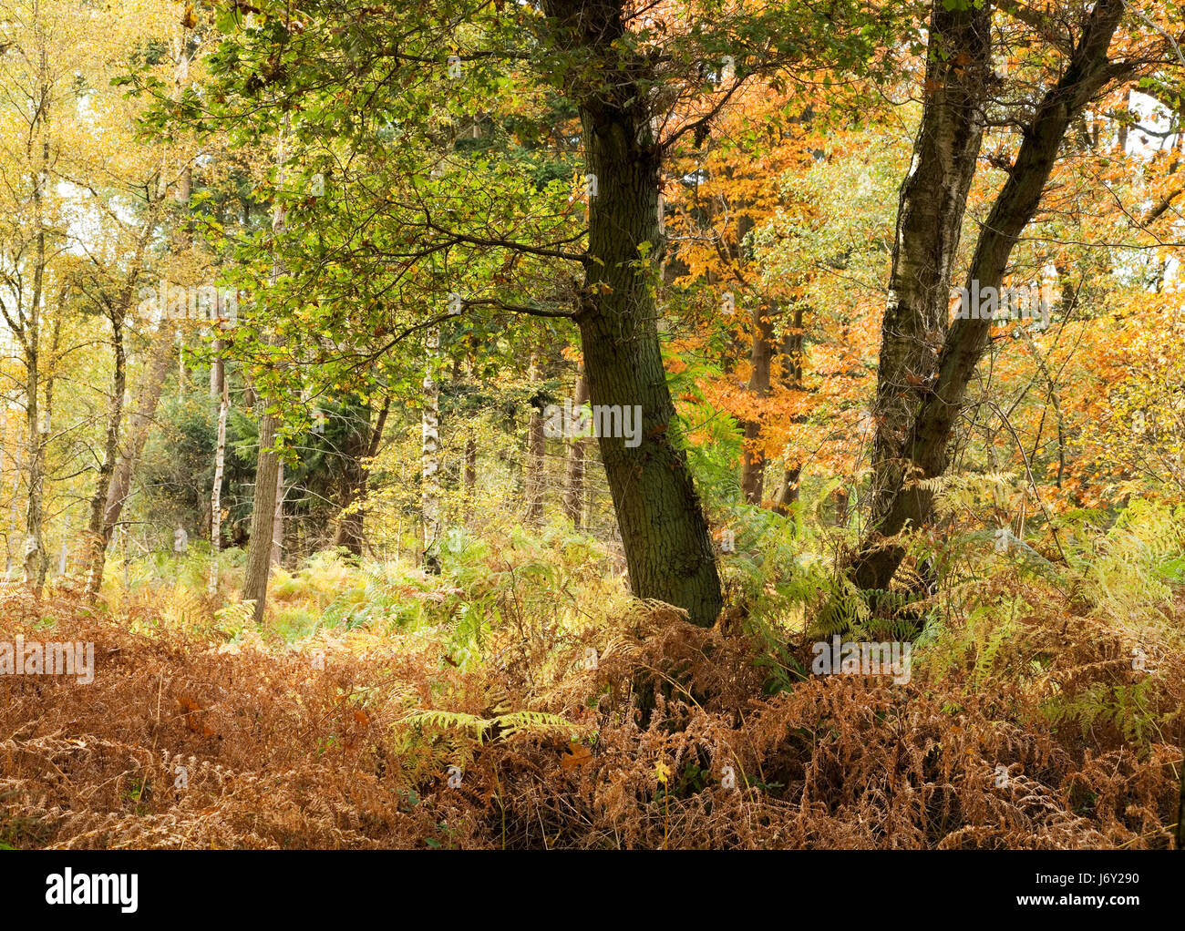 environment enviroment brown brownish brunette colorful backdrop ...