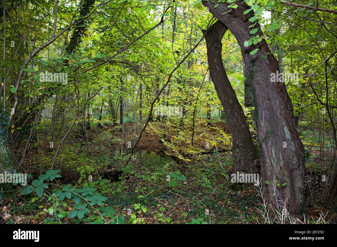 environment enviroment brown brownish brunette colorful backdrop ...