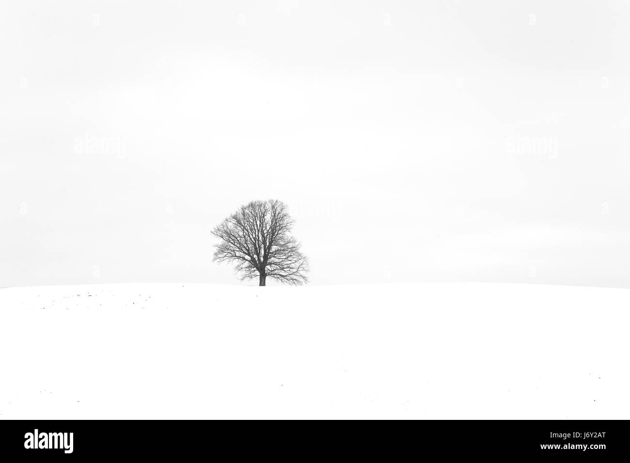 tree winter oak seasons wintry season seasonal big large enormous ...