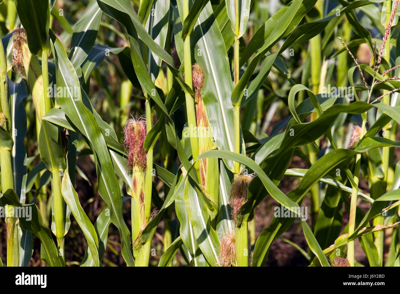 agrarian agriculture farming acre ear corn farm cornfield food aliment ...