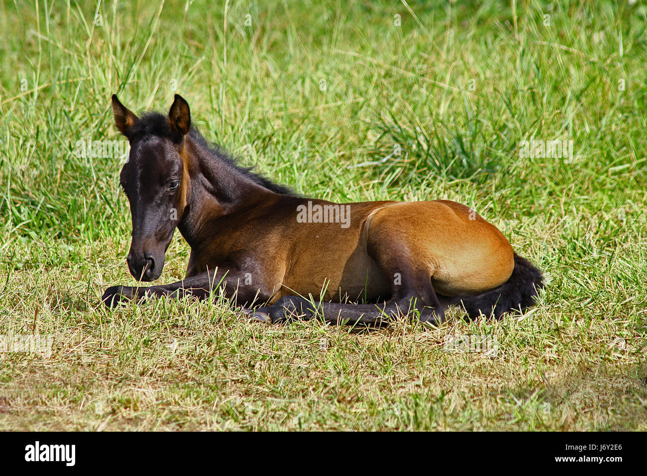 horse pets mammals foal horse animal animals pets lie lying lies horses ...