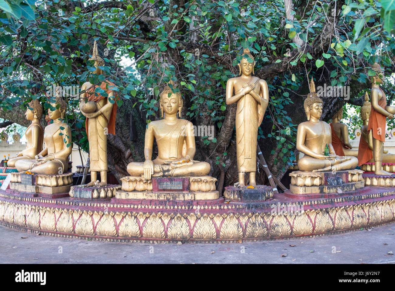 Bodhi tree hi-res stock photography and images - Alamy