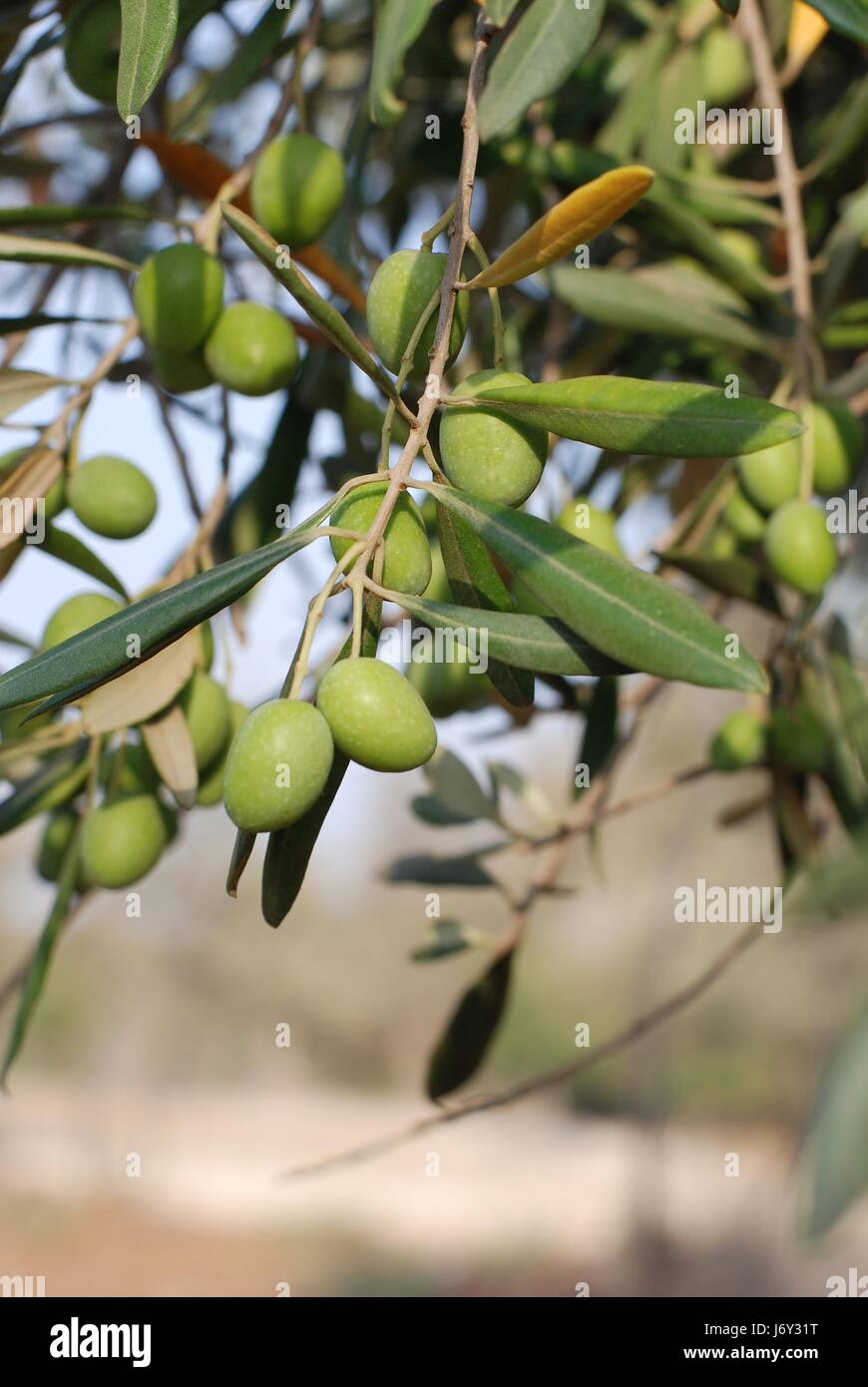 tree trees green hang israel olive olives olive-tree food aliment macro ...