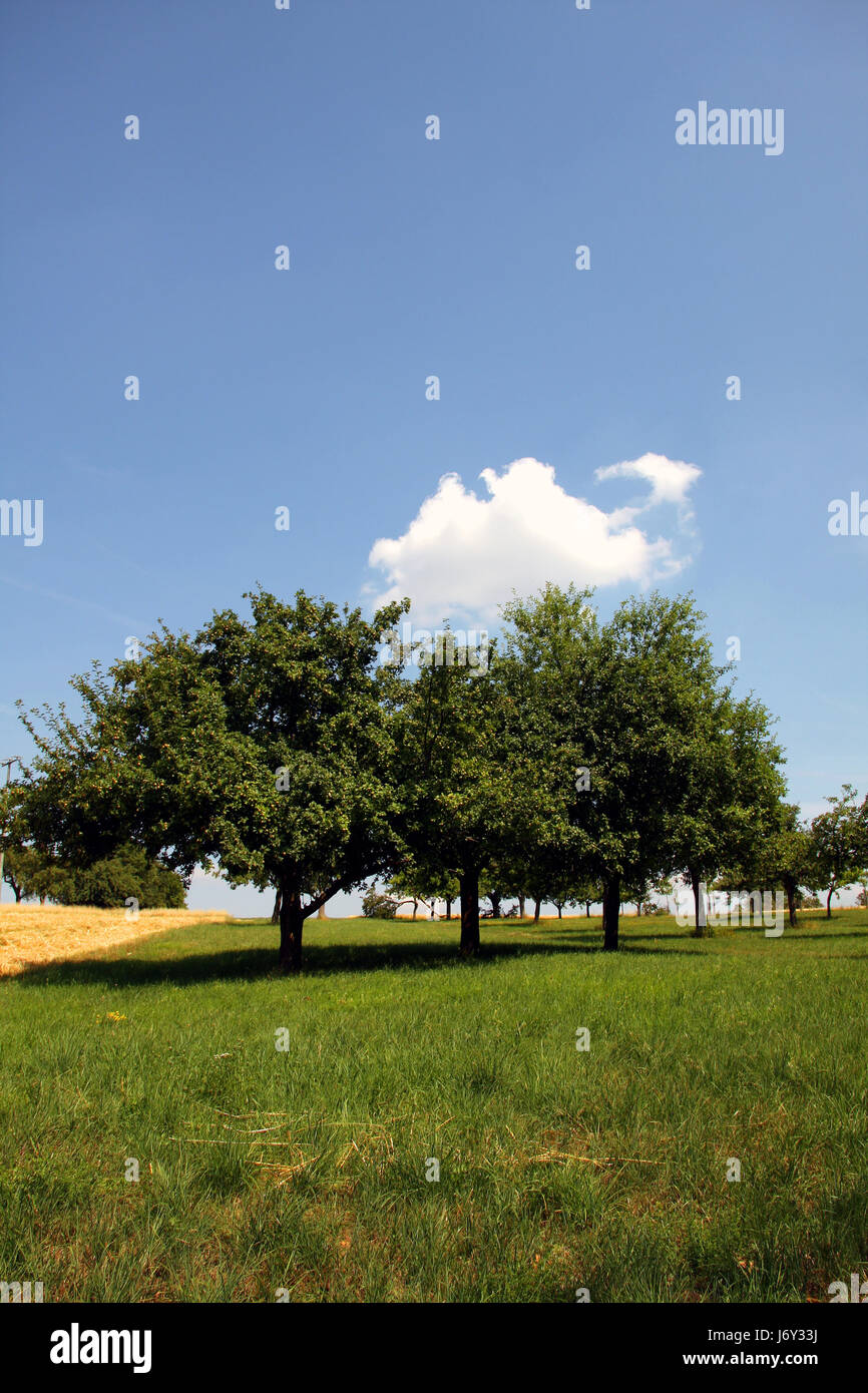 tree agriculture farming field apple tree fruit-tree meadow scenery ...