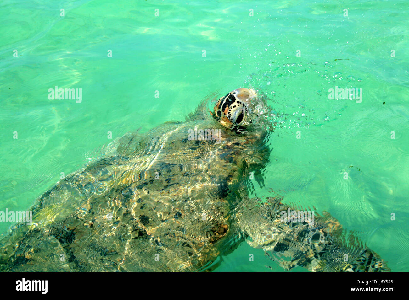 turtle tortoise india breathe salt water sea ocean water turtle ...