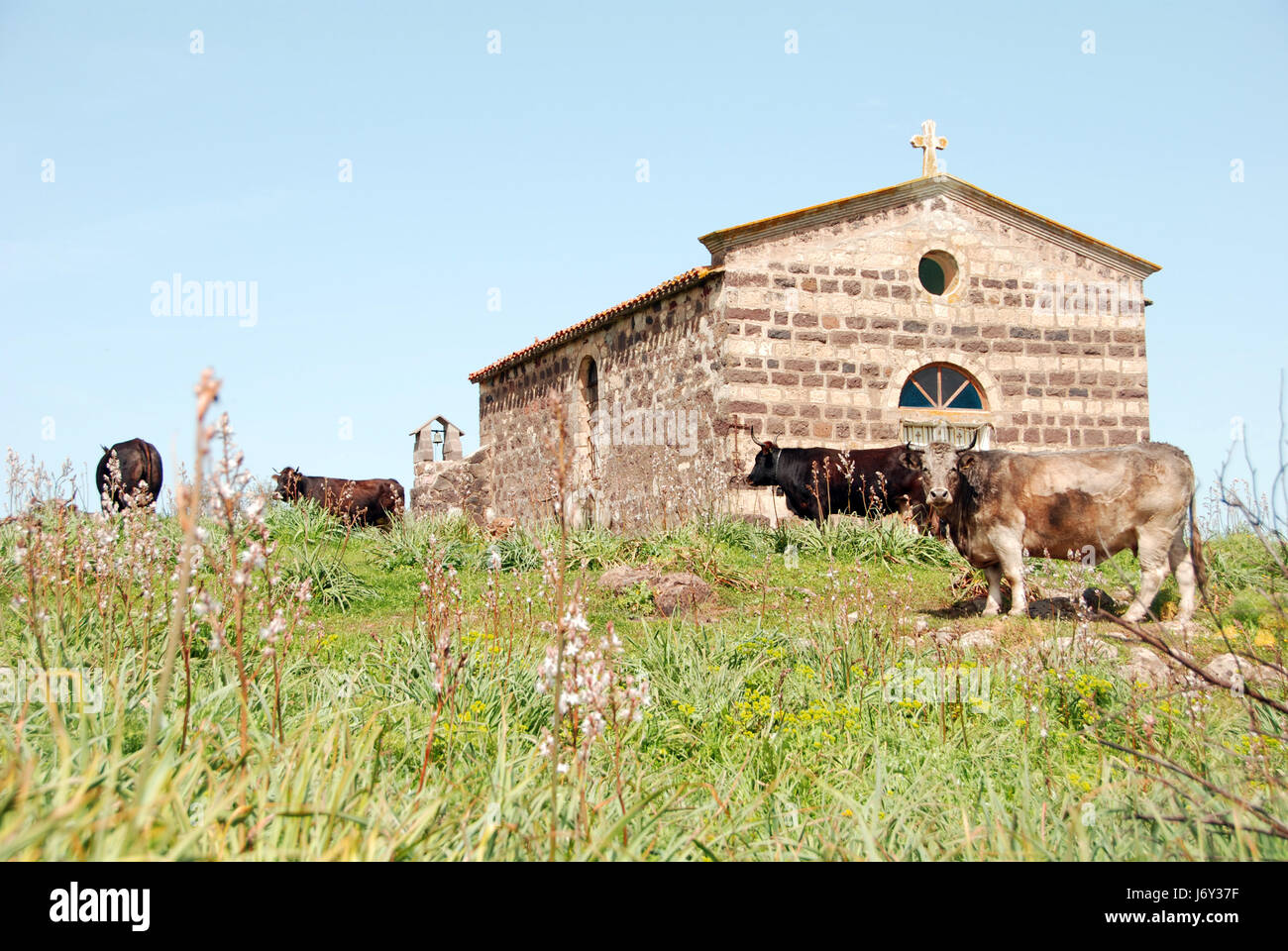 church cow cows believe building buildings blue house building church ...