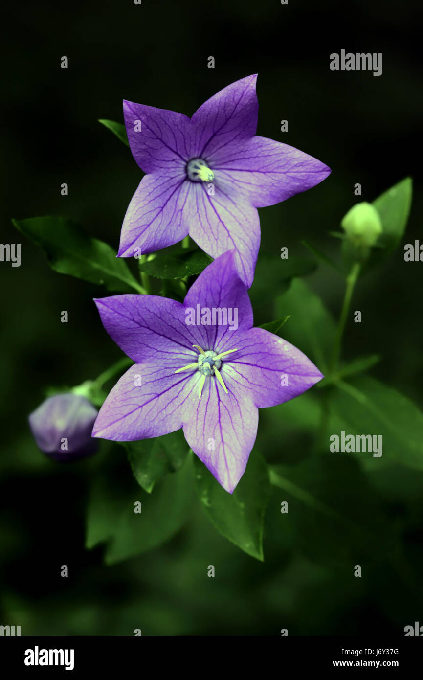 blue chinese shrub bellflower blue flower plant bloom blossom flourish ...