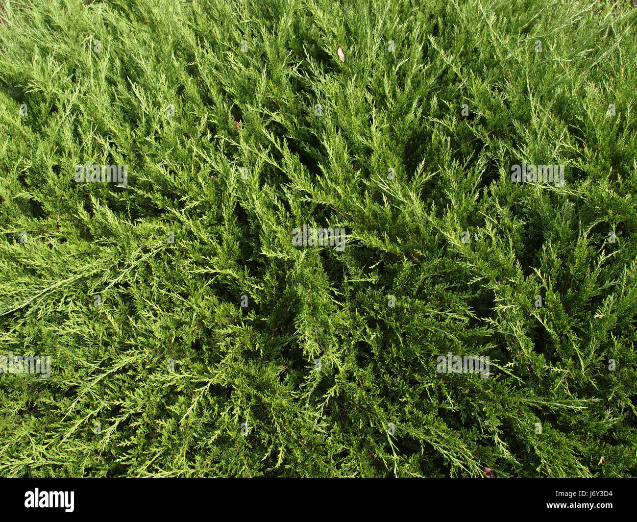 leaves material drug anaesthetic addictive drug pattern lawn green ...