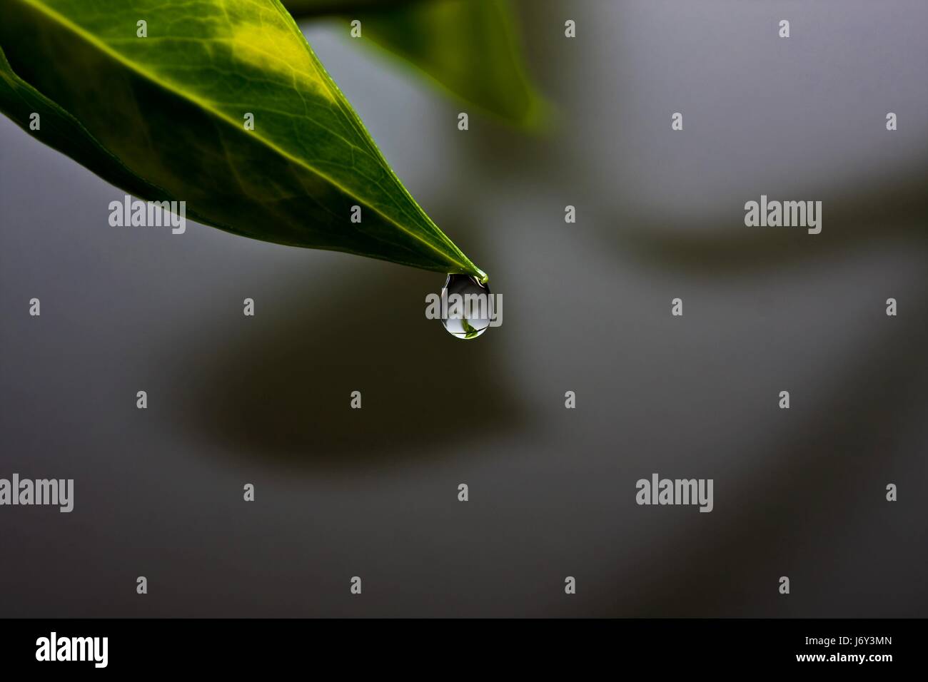drops on plant Stock Photo - Alamy