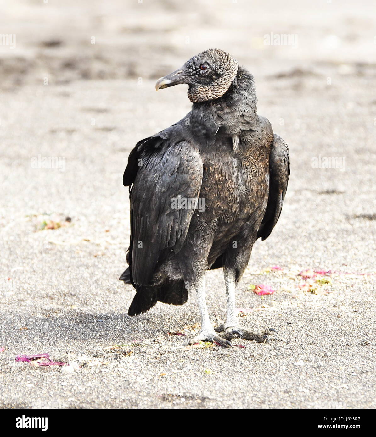 beach seaside the beach seashore scavenger raptor carrion neck head ...