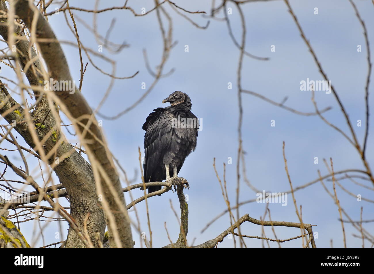 vulture scavenger pacific salt water sea ocean water tree raptor branch ...