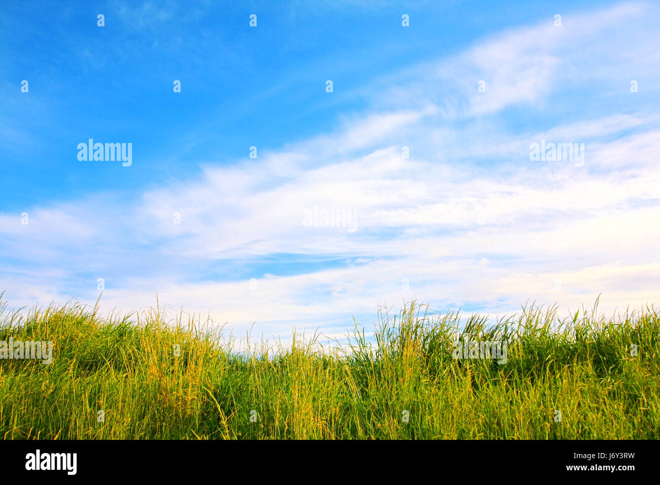 spring growth grow meadow grass lawn green backdrop background nature ...
