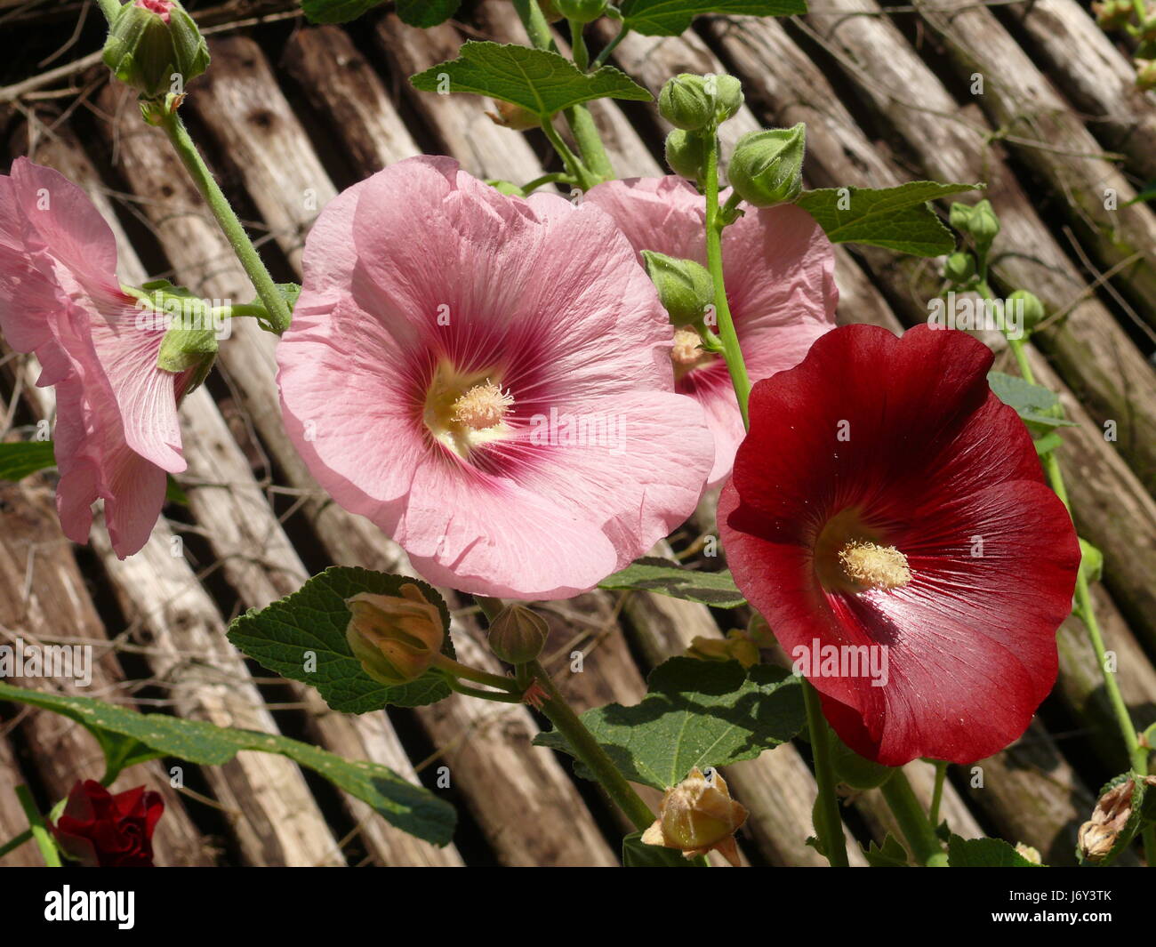 leaves roses buds mallow red plant pink still life brown brownish ...