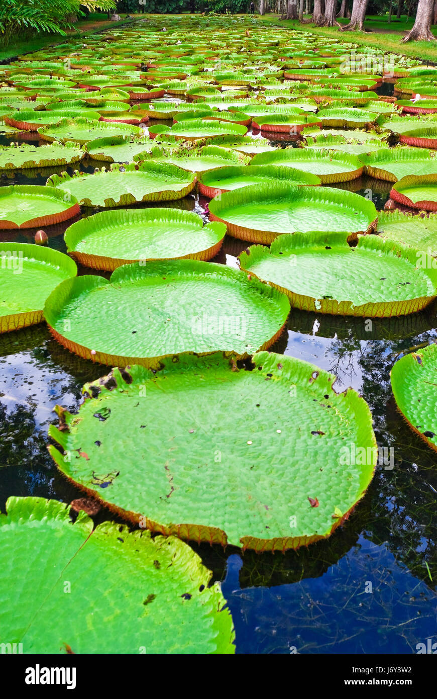 victoria regia water lily Stock Photo - Alamy