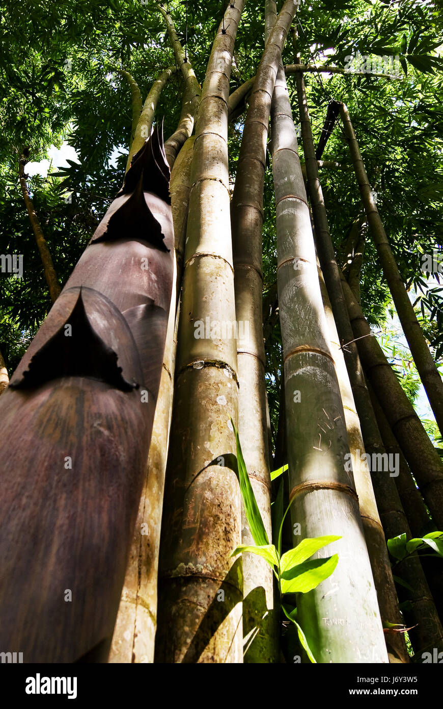 bamboo high hight height altitude elevation big large enormous extreme ...