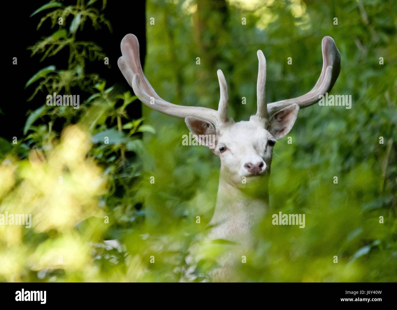 white fallow deer in velvet Stock Photo - Alamy