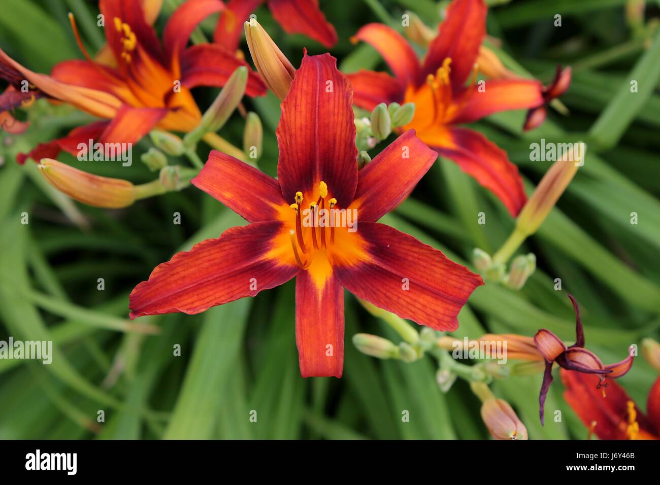 Liliaceae subfamily hi-res stock photography and images - Alamy